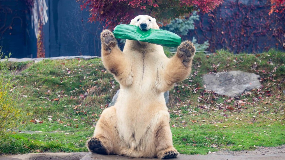 Solar eclipse 2024: How do animals react during eclipse? | wgrz.com