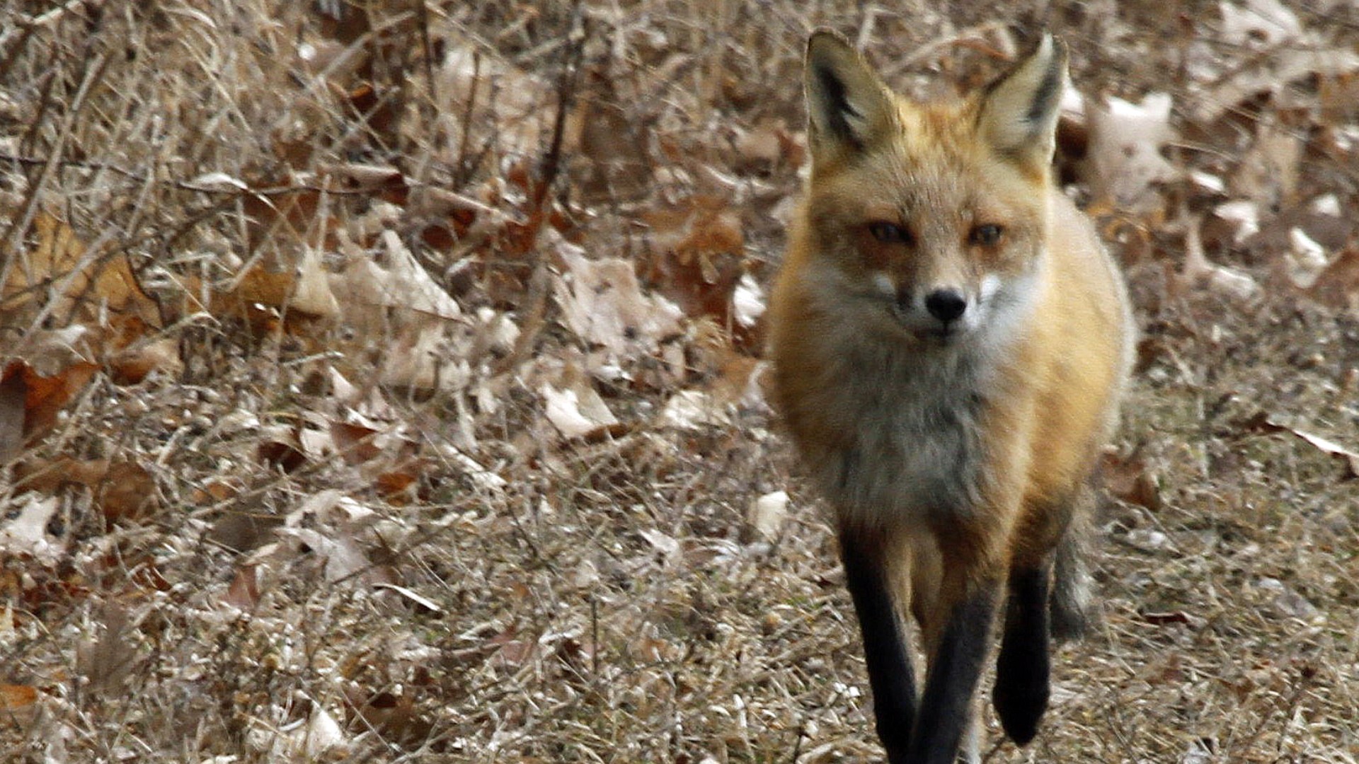 2 the Outdoors: Living with the suburban fox | wgrz.com