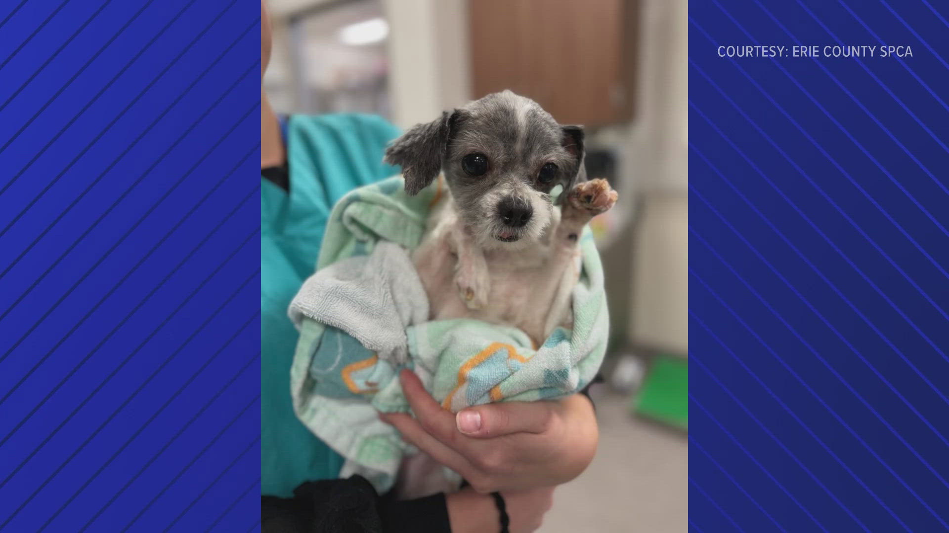 22 dogs rescued in Western New York; update provided | wgrz.com