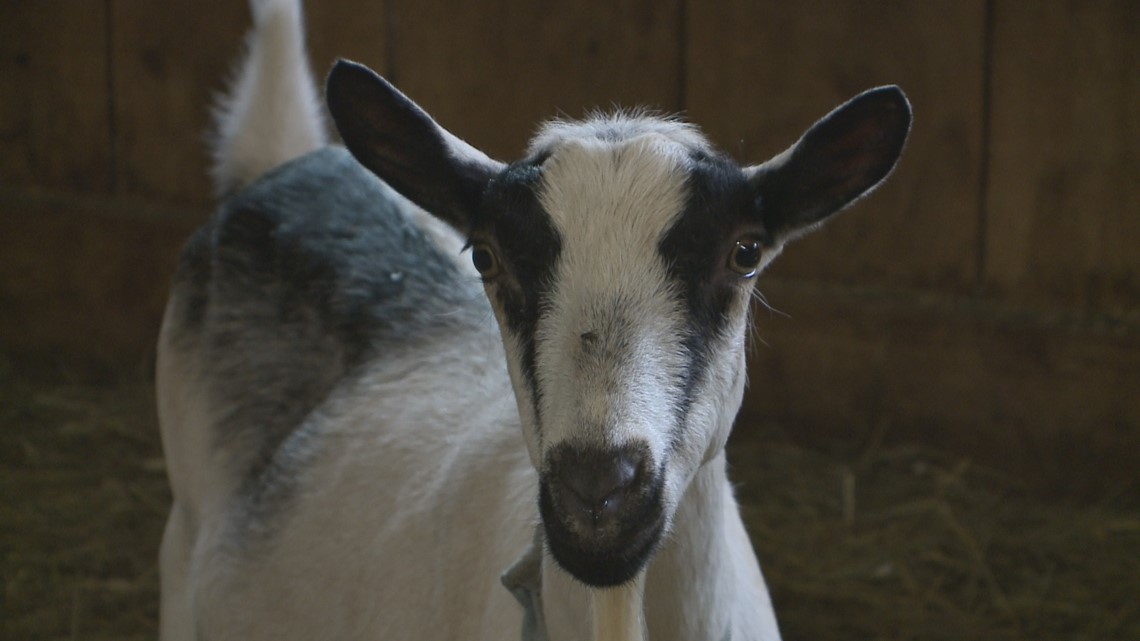 Fire destroys Let's Goat Buffalo bus; no people or animals hurt | wgrz.com