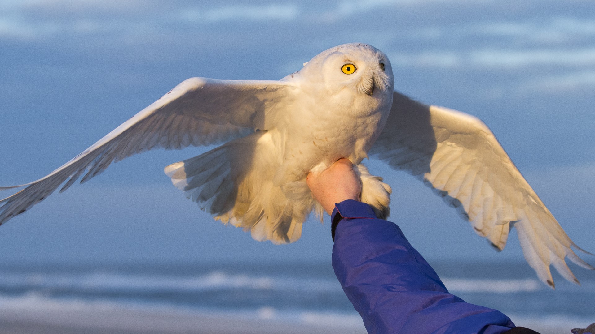 2 The Outdoors: Project Snowstorm, tracking snowy owls | wgrz.com