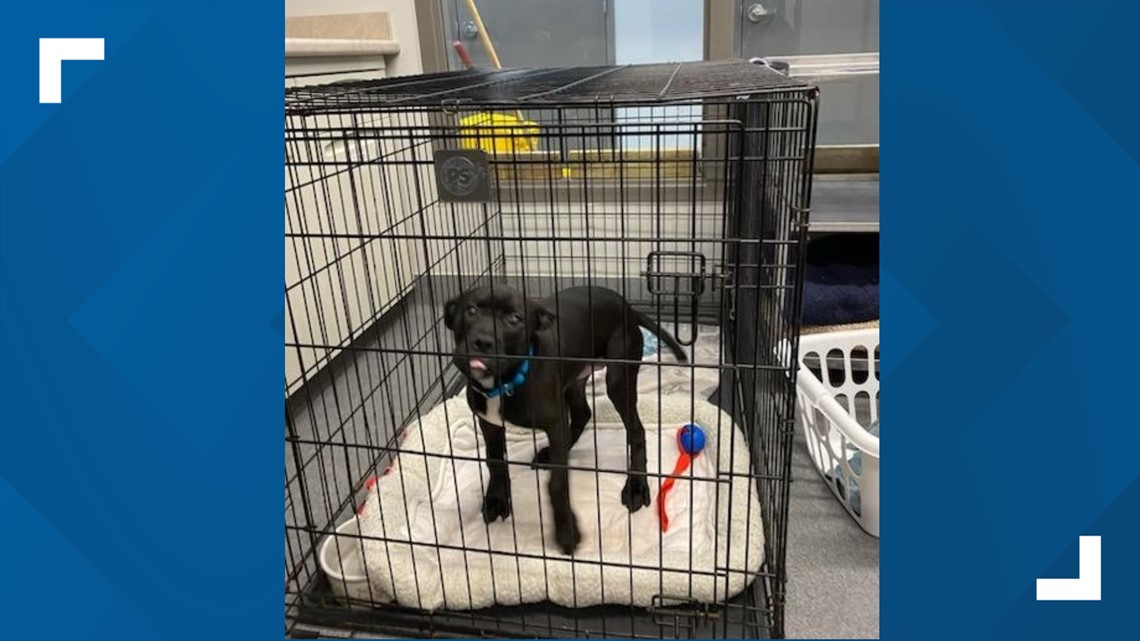 Niagara County SPCA overflowing with dogs | wgrz.com