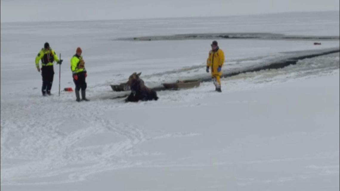 WATCH: Moose rescued after falling through the ice | wgrz.com
