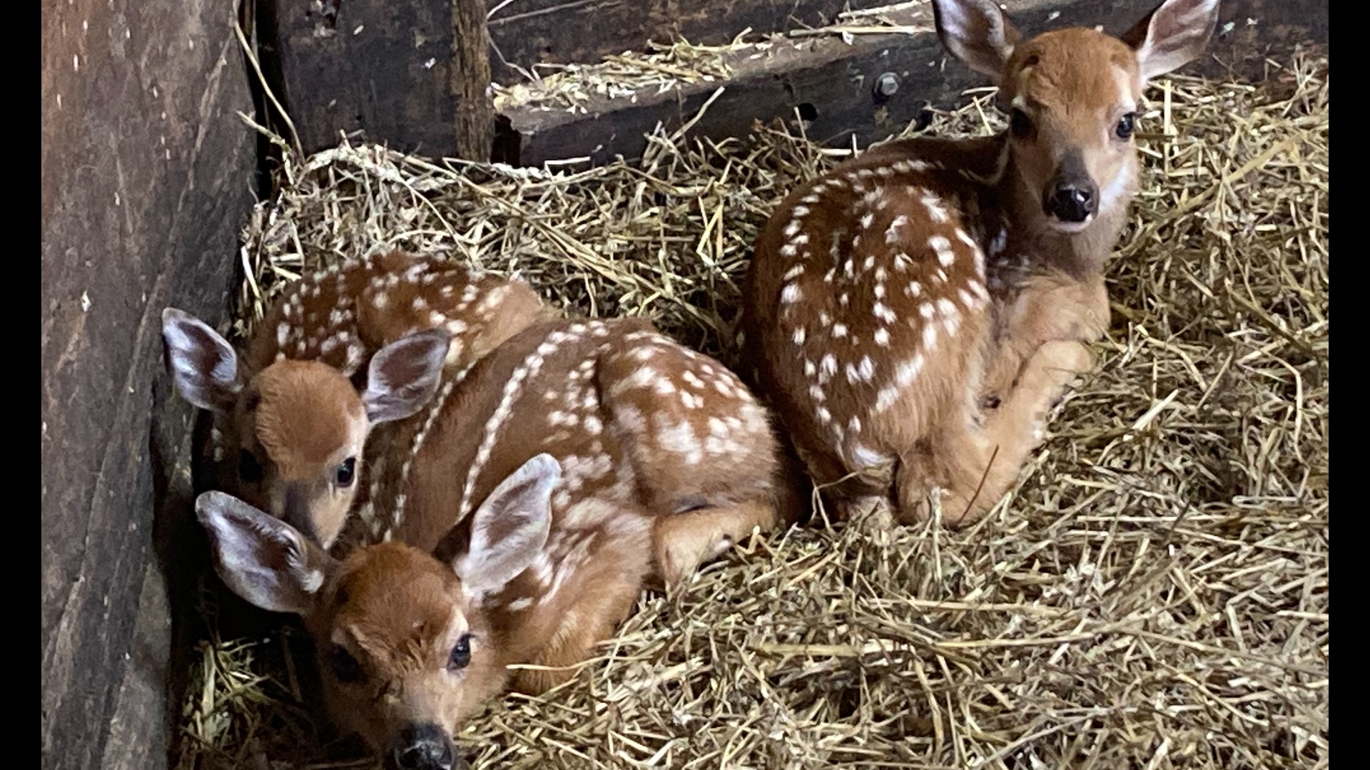 Think twice before you act on the urge to help a seemingly helpless ...