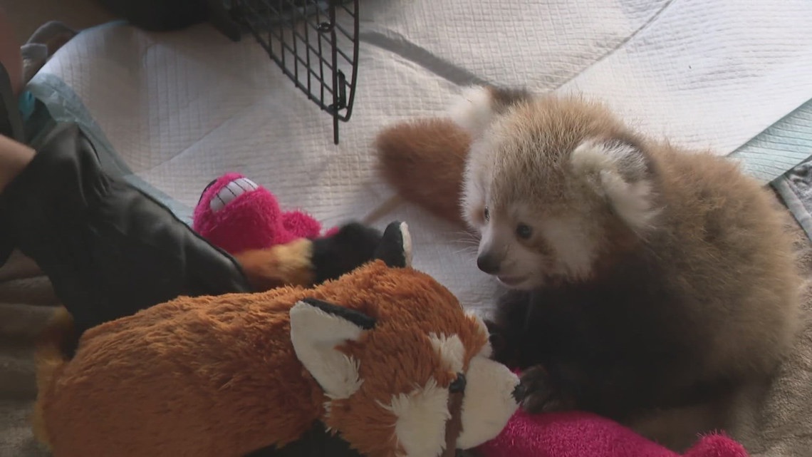 Buffalo Zoo introduces new female red panda cub | wgrz.com