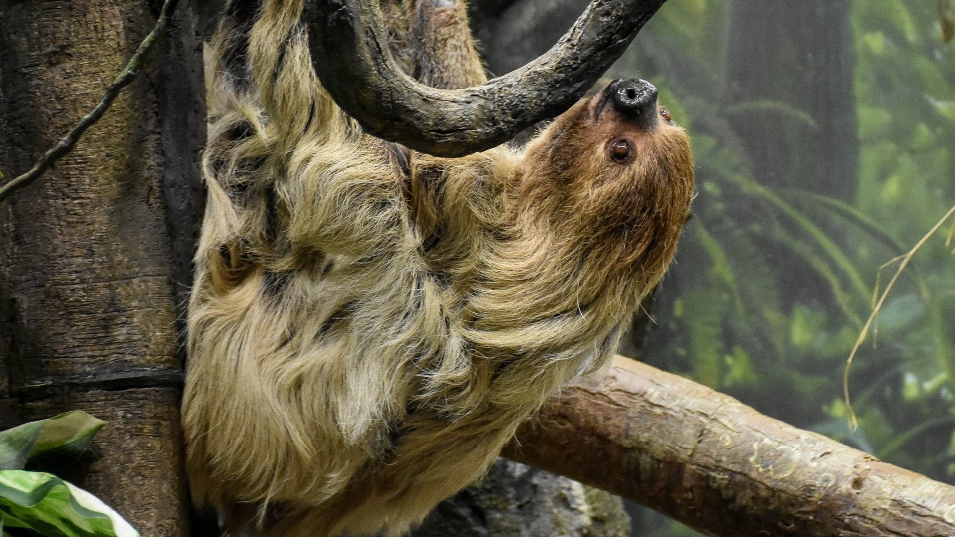 Buffalo Zoo's beloved sloth Ethel passes away | wgrz.com