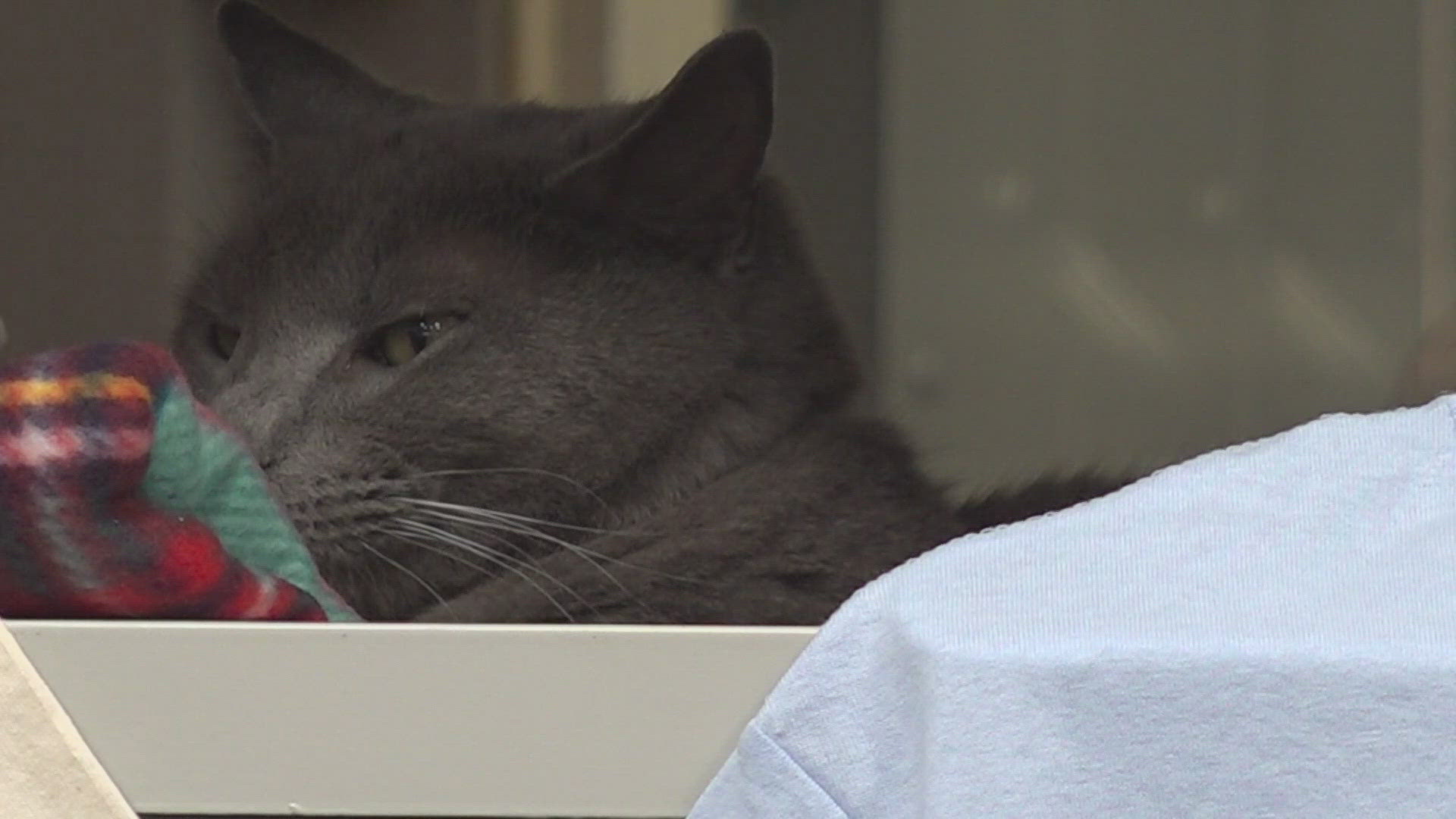 Ten Lives Club asking community for donations | wgrz.com