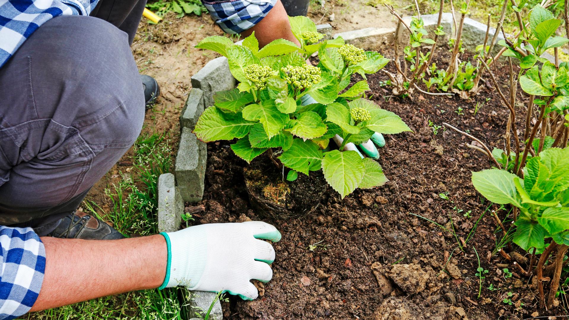 Tree and shrub seedlings available for Erie County residents | wgrz.com
