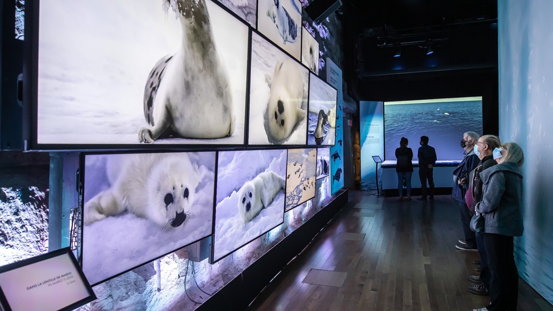 "Arctic: A Man Under the Ice" opens at NISE Exhibition Center | wgrz.com