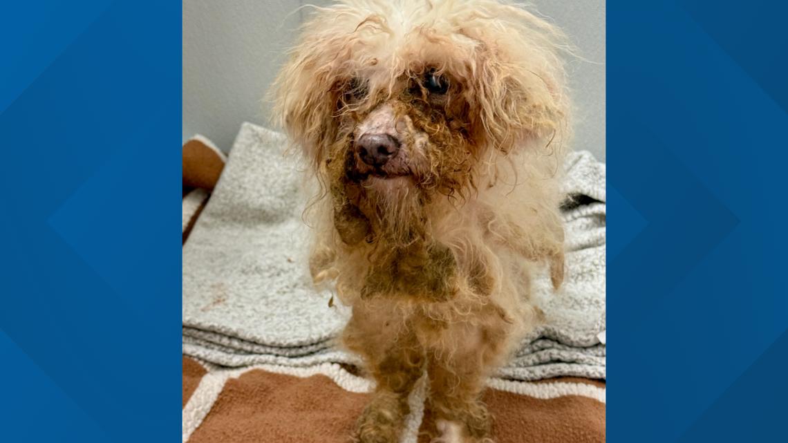 SPCA rescues 22 dogs from Williamsville home | wgrz.com