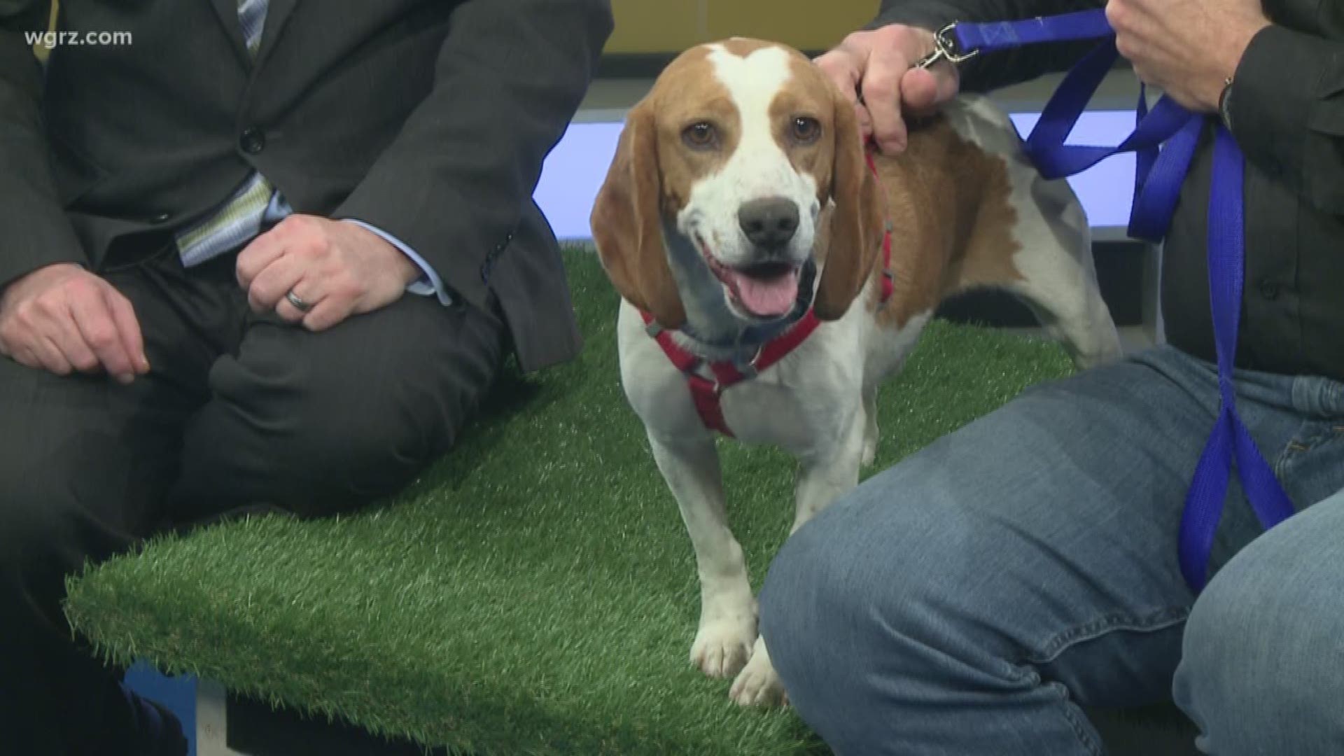 Pet of the Week: Buster from the Niagara County SPCA | wgrz.com
