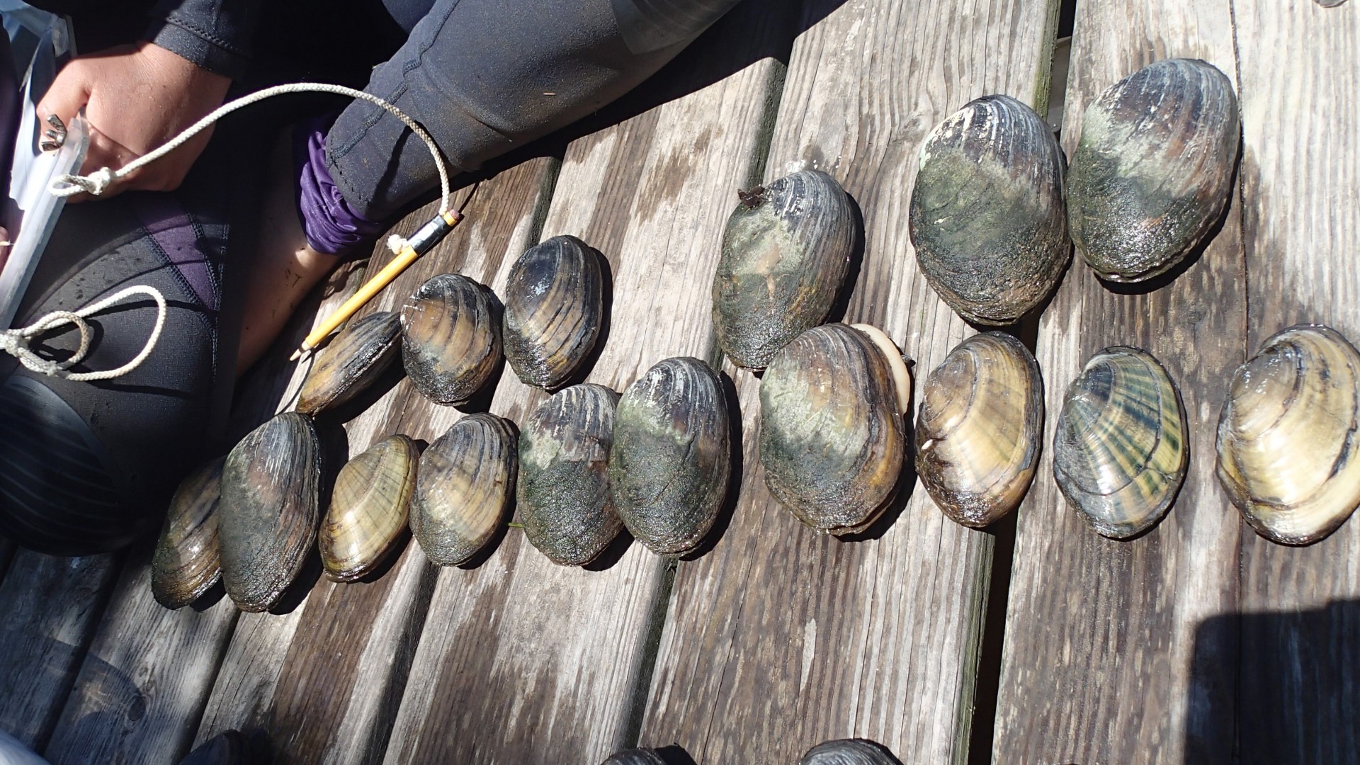 2 The Outdoors: Unionids are the kidneys of rivers | wgrz.com