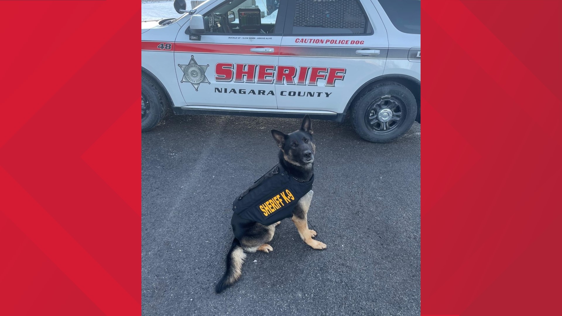 K9 Is Ted New Body Armor