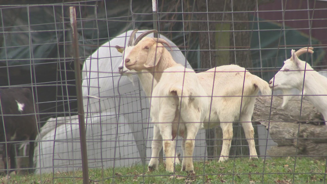 SPCA removes hundreds of animals from farm in Brant | wgrz.com
