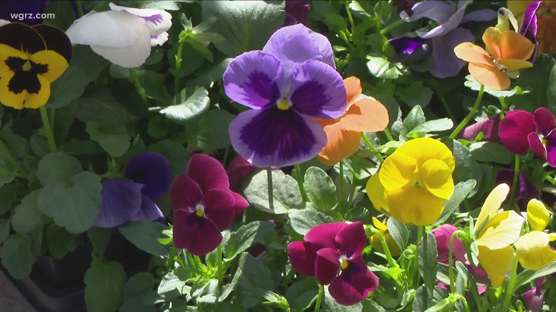 What you need to know before starting your spring garden | wgrz.com