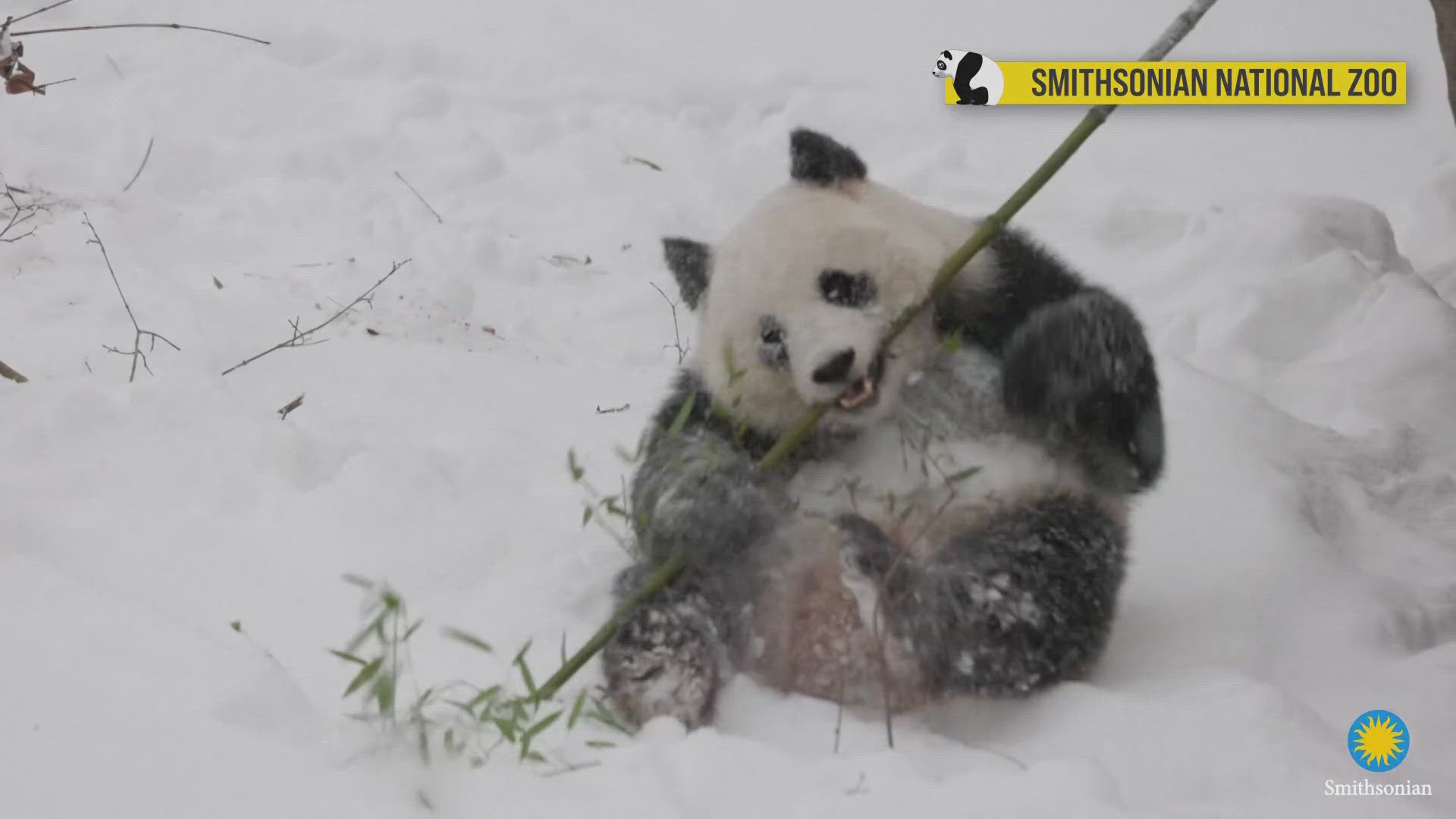 Giant Pandas play in the snow | wgrz.com