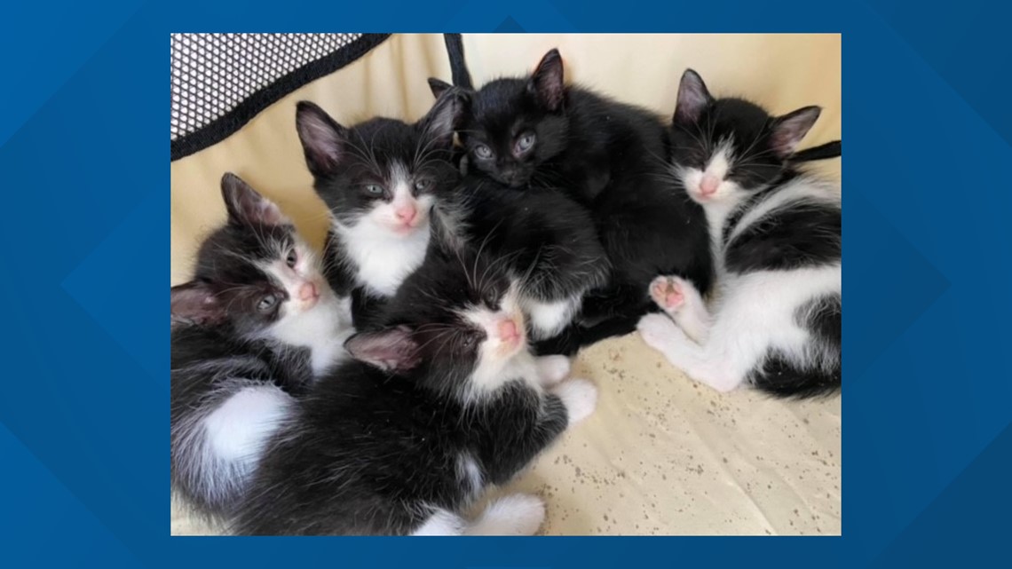 Cat rescue receives $10,000 from anonymous donor | wgrz.com