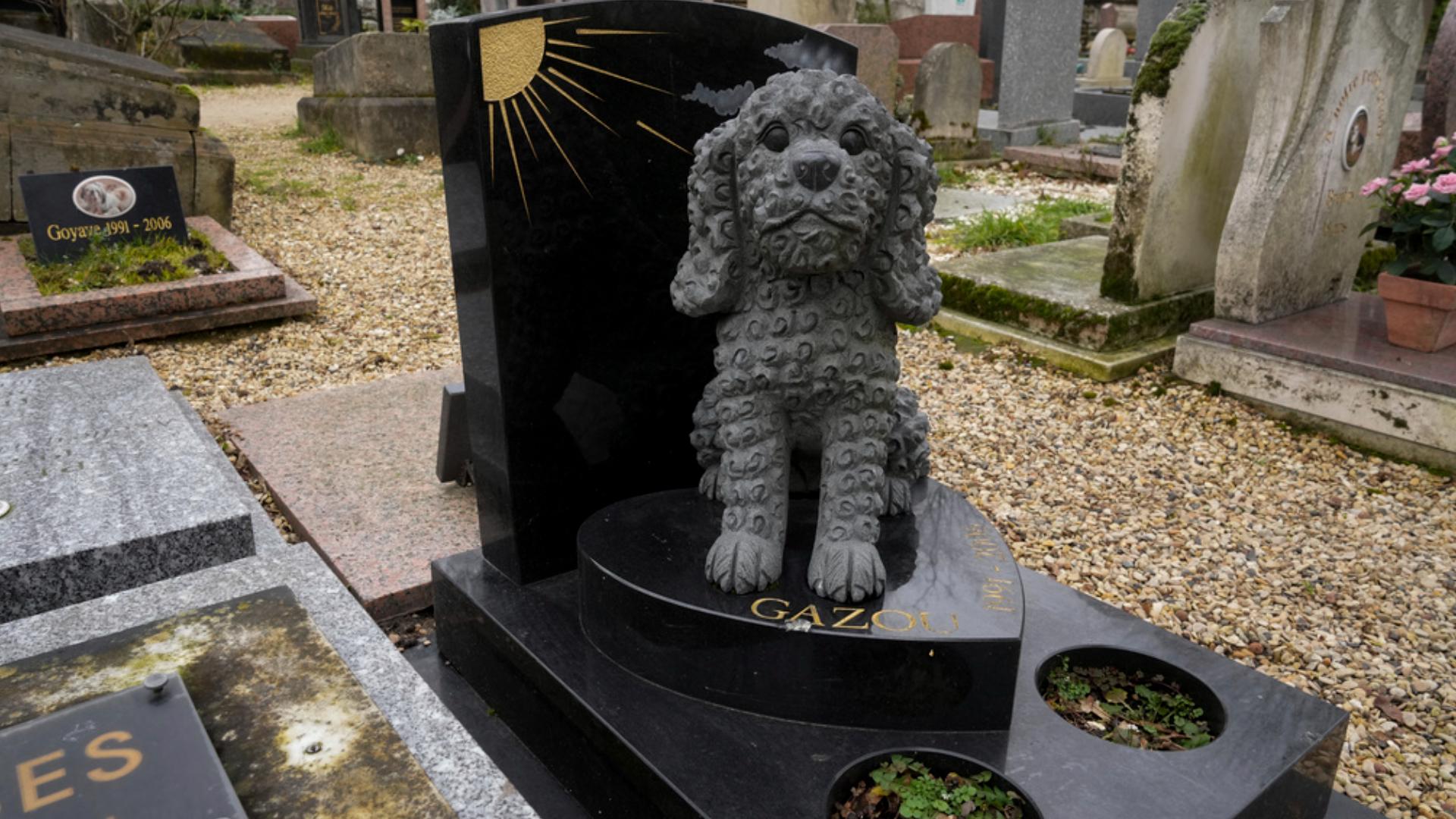 Loss of a pet: How friends can help | wgrz.com