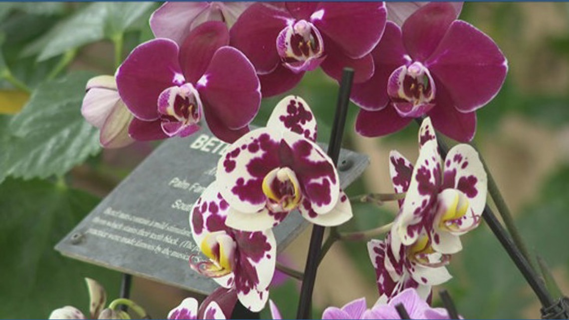 Orchid exhibit to showcase more than 2,000 blooms | wgrz.com