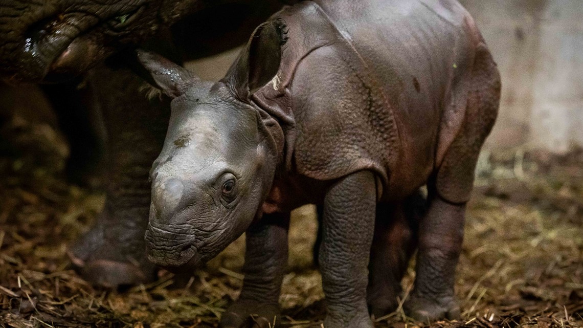 And the winner is...Georgia! Buffalo Zoo announces name for new baby ...