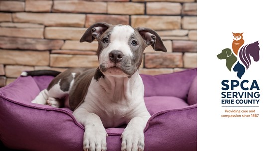 SPCA appoints new Chief Operating Officer | wgrz.com