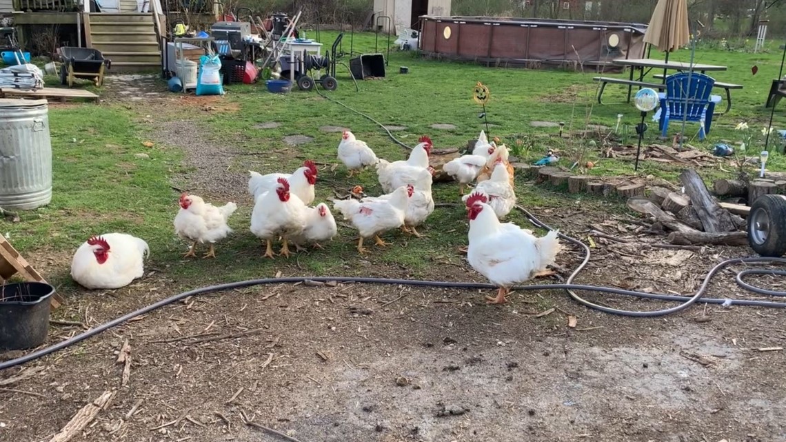 State Police investigating alleged theft of 50 chickens | wgrz.com