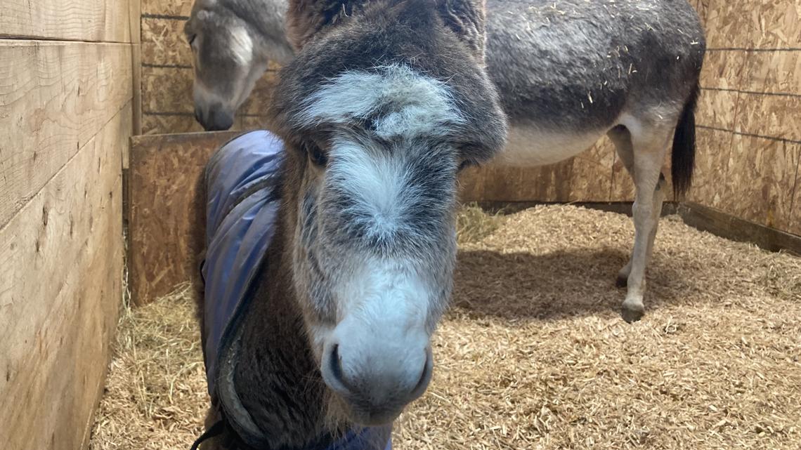 2 The Outdoors: Don't underestimate the intelligence of Donkeys | wgrz.com
