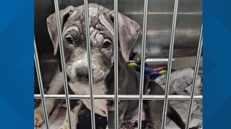 SPCA animals to adopt | wgrz.com