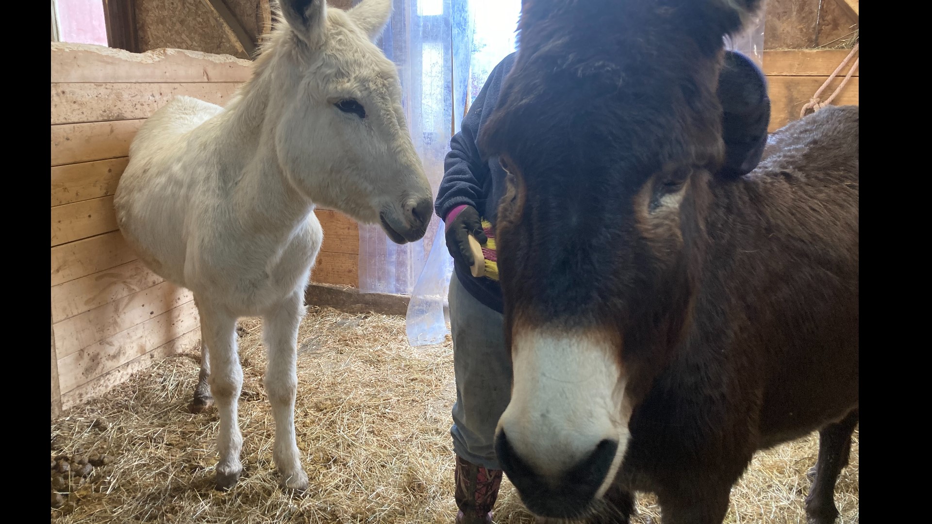 2 The Outdoors: Don't underestimate the intelligence of Donkeys | wgrz.com