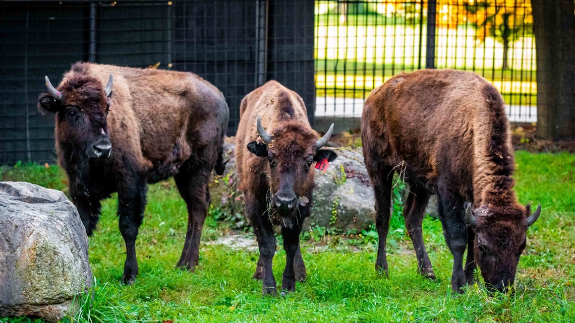 The Buffalo Zoo adds 3 more bison to their herd | wgrz.com