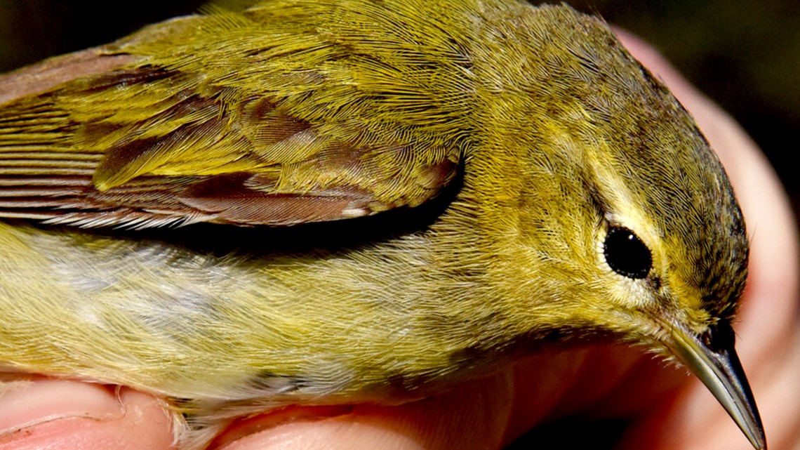 New tool to track the migration of birds across the world | wgrz.com