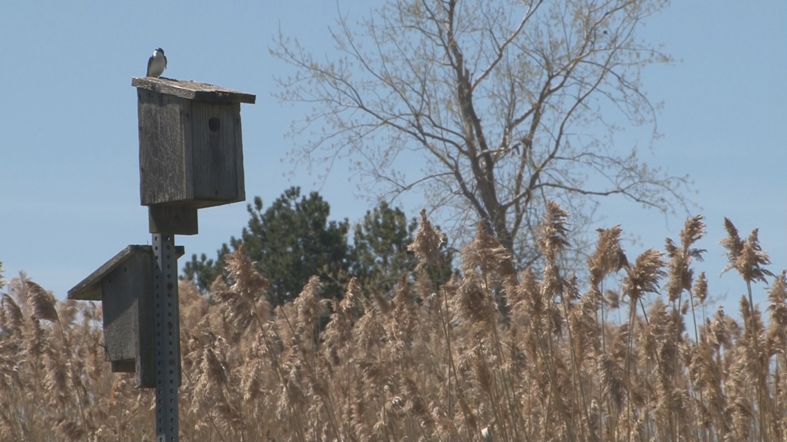 Tifft Nature Preserve will hold Earth Day Market this Saturday | wgrz.com