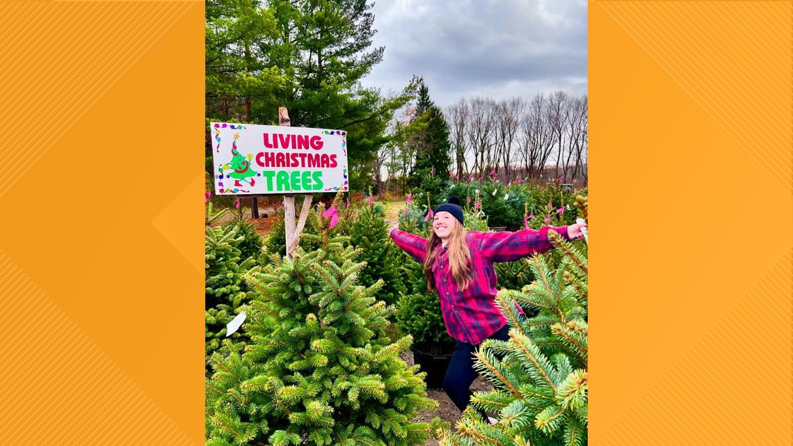 Christmas tree farm offers living trees for those who don't want to see ...