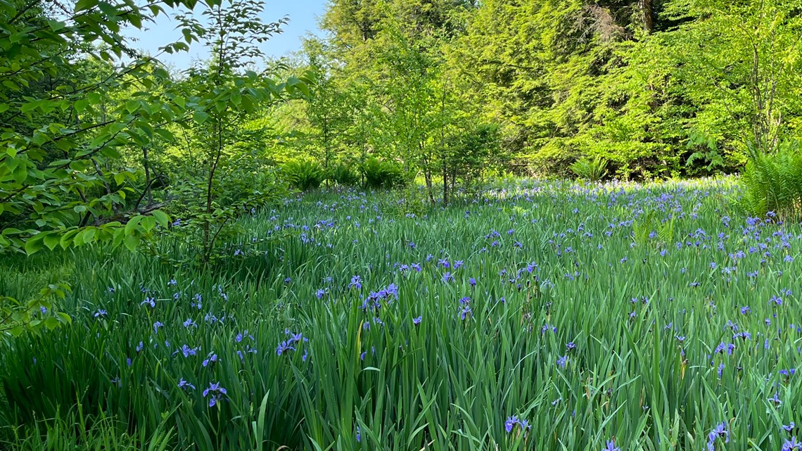 2 The Outdoors: The fabulous floating fen of Chautauqua County | wgrz.com