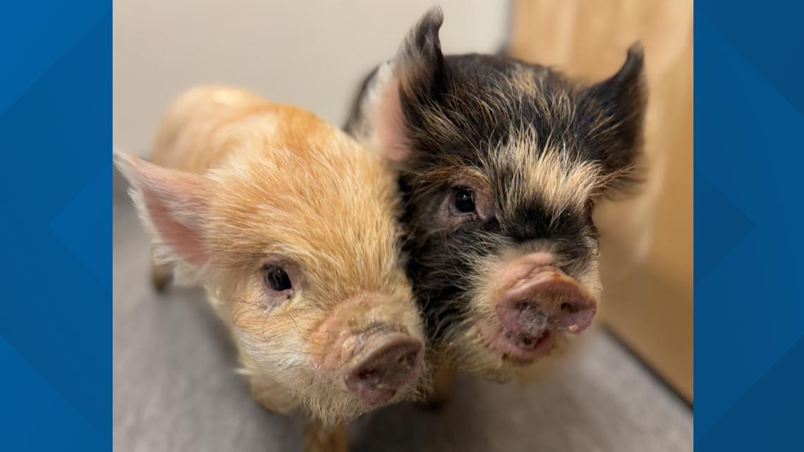 An animal shelter takes in 2 small pigs who explored Buffalo's West ...