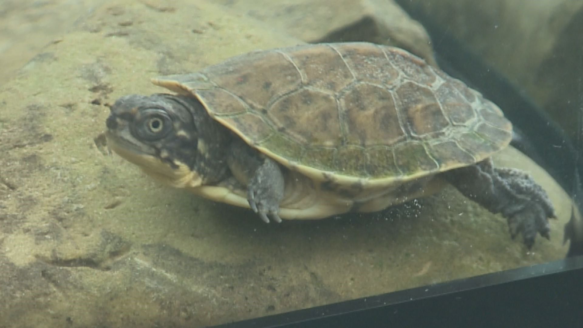 How turtles survive in the winter | wgrz.com