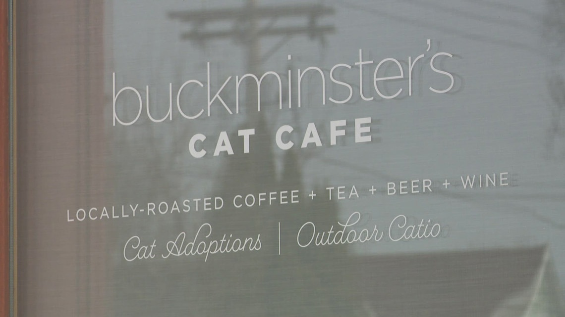 Buckminster's Cat Cafe to close after 5 years of service | wgrz.com