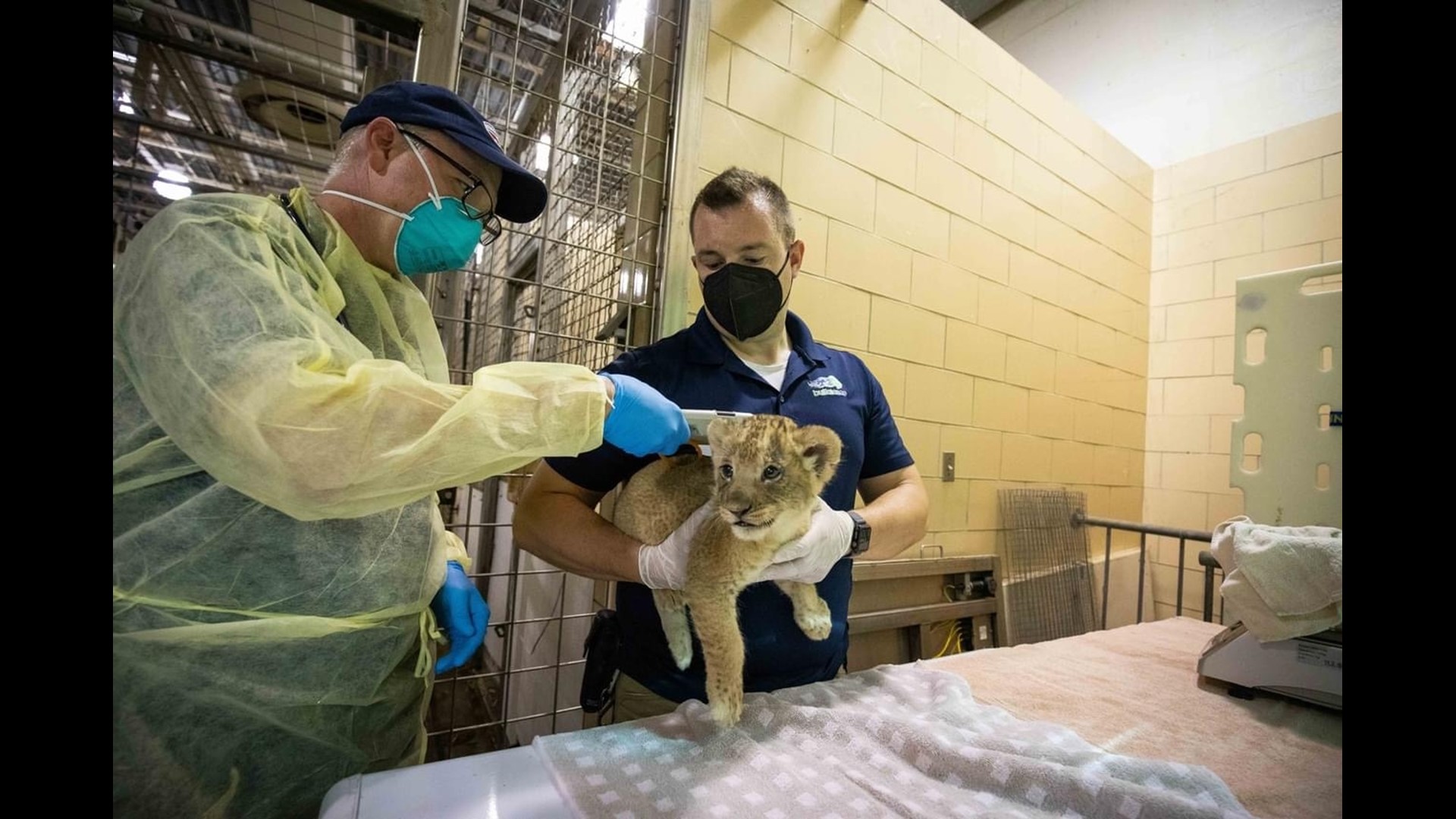 The Buffalo Zoo's new lion cubs have six-week check-up | wgrz.com