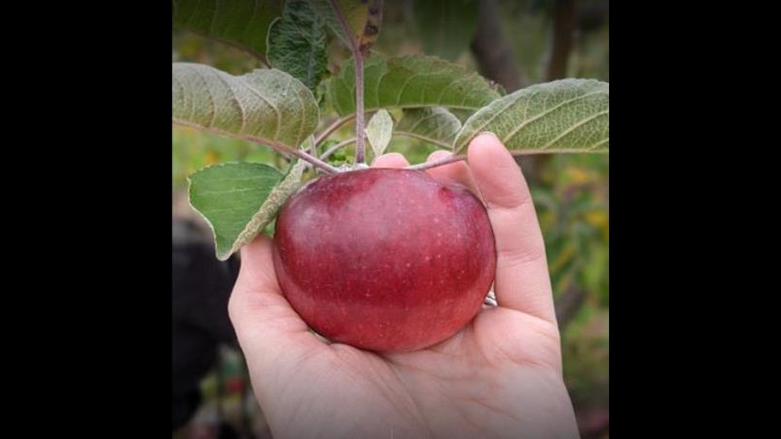 Apple Thief Weekend- 8/27 and 8/28 | wgrz.com