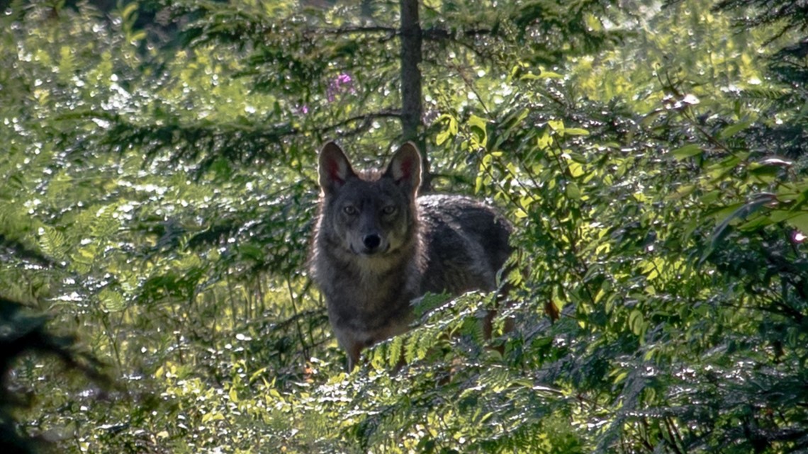 2 The Outdoors: Restoring wolves to the ecosystem | wgrz.com