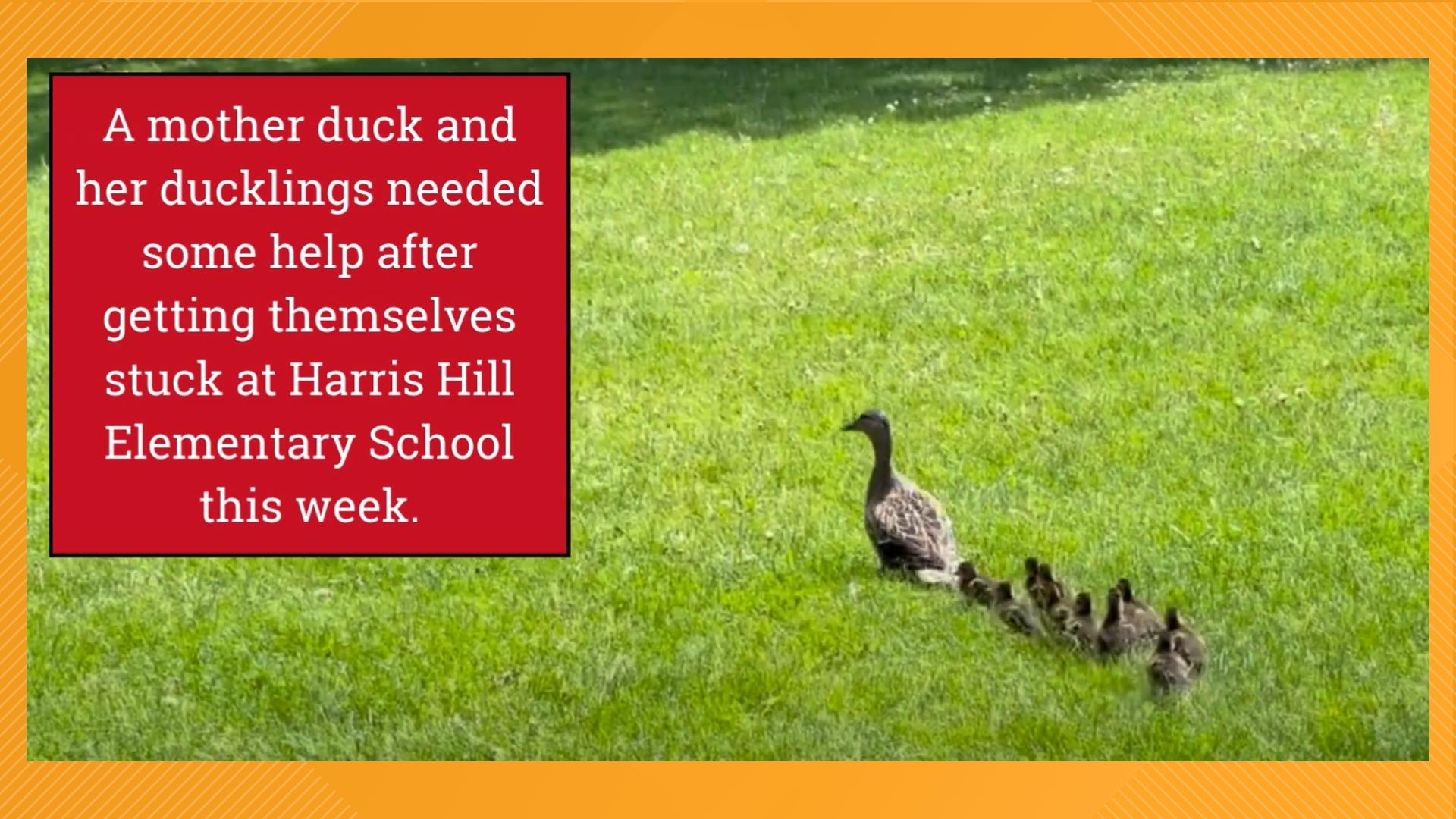 Harris Hill Elementary rescues ducklings from storm drain | wgrz.com