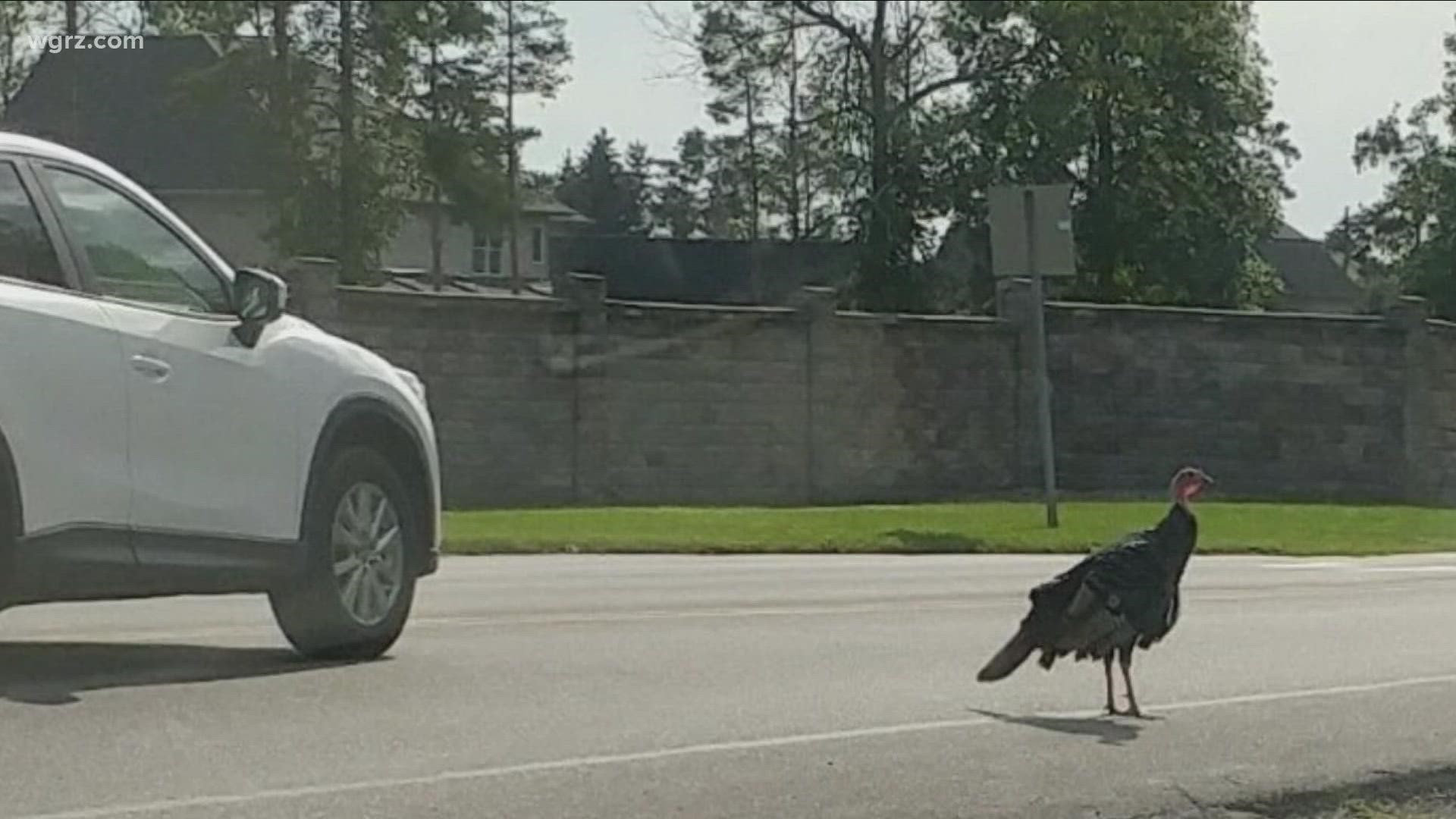 Track wild turkey sightings for New York State's annual turkey survey ...