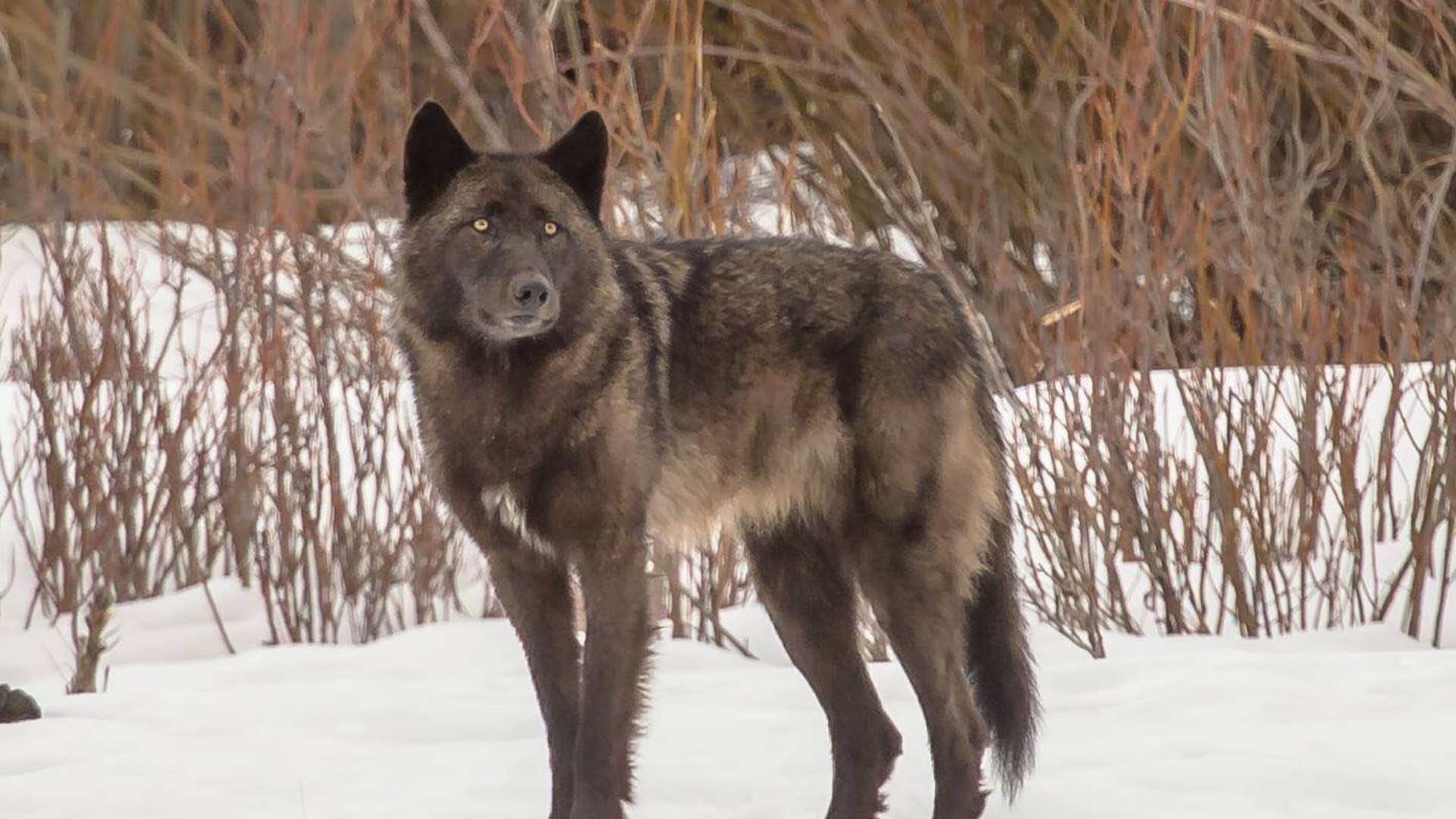 2 The Outdoors: Restoring wolves to the ecosystem | wgrz.com