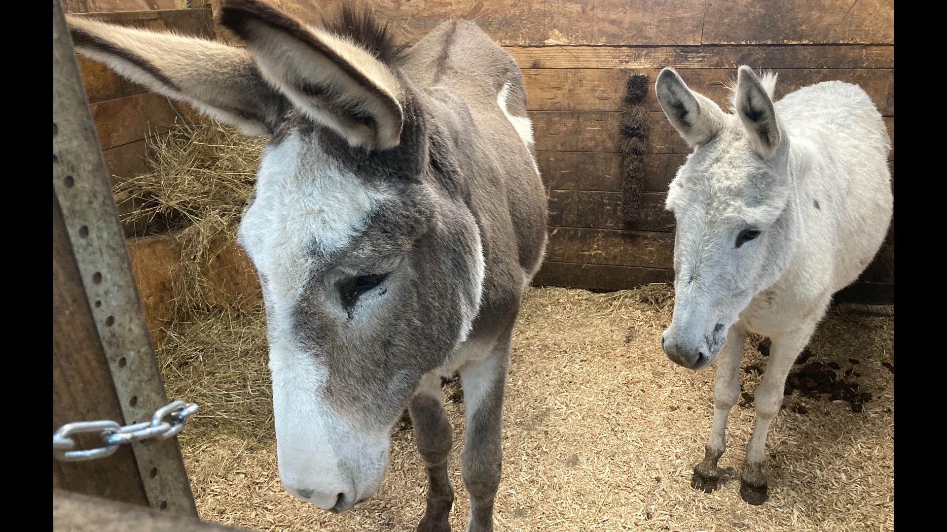 2 The Outdoors: Don't underestimate the intelligence of Donkeys | wgrz.com