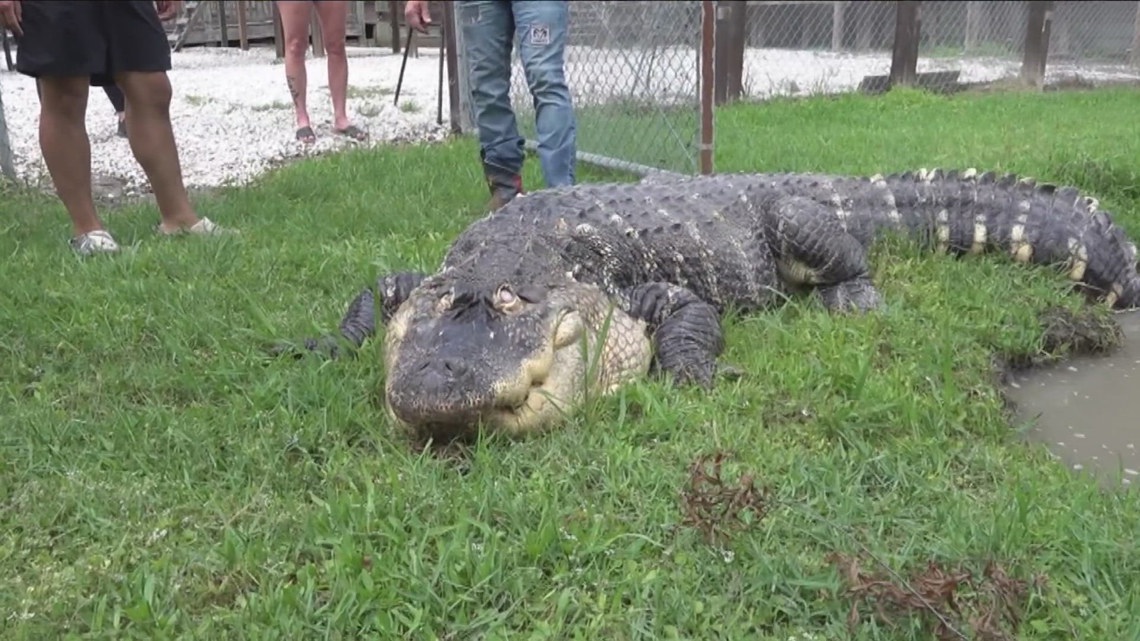Albert the Alligator update | wgrz.com