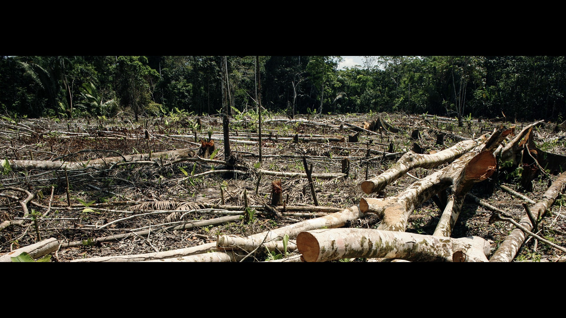 Habitat loss: Can we stop before it's too late ? | wgrz.com