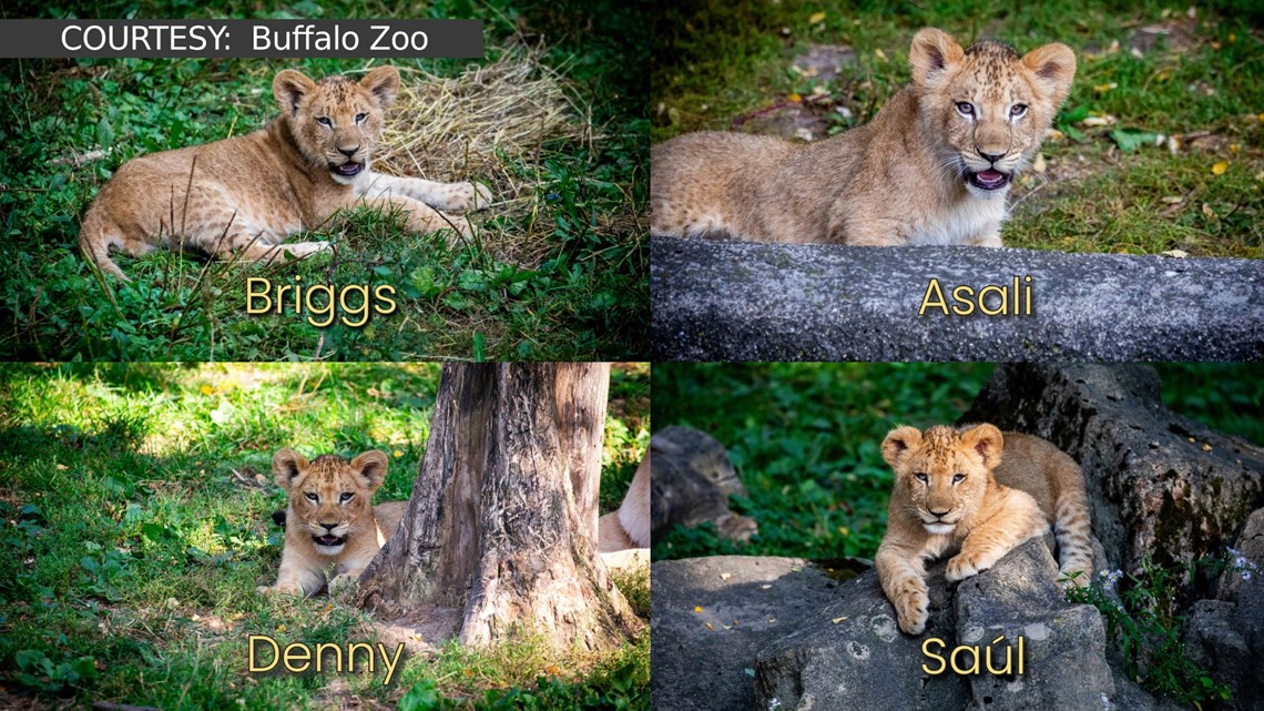 Buffalo Zoo lion cubs officially named | wgrz.com