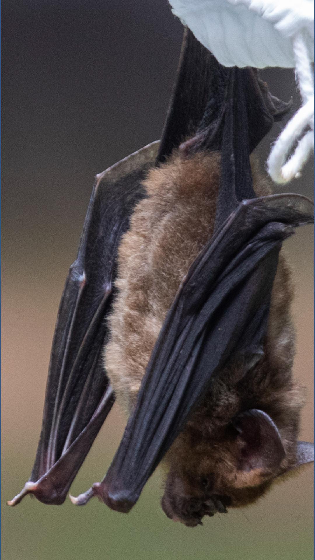 DEC urges New Yorkers to avoid caves during Bat Week | wgrz.com