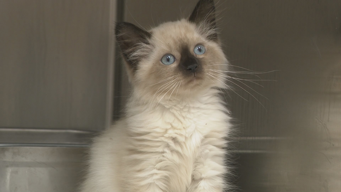 SPCA rescues over 40 animals from Hamburg home | wgrz.com