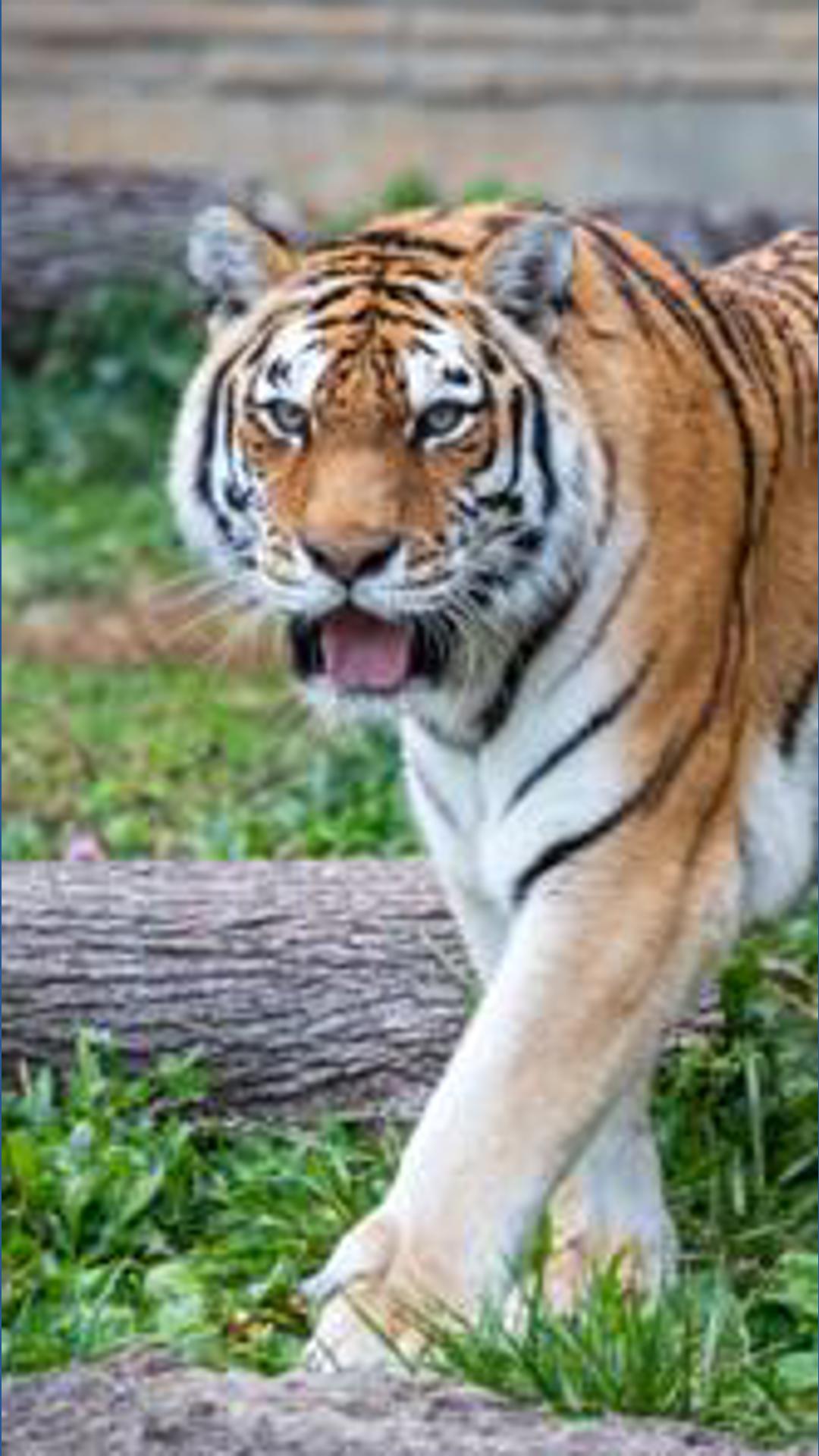 Buffalo Zoo's female Amur tiger has passed away | wgrz.com